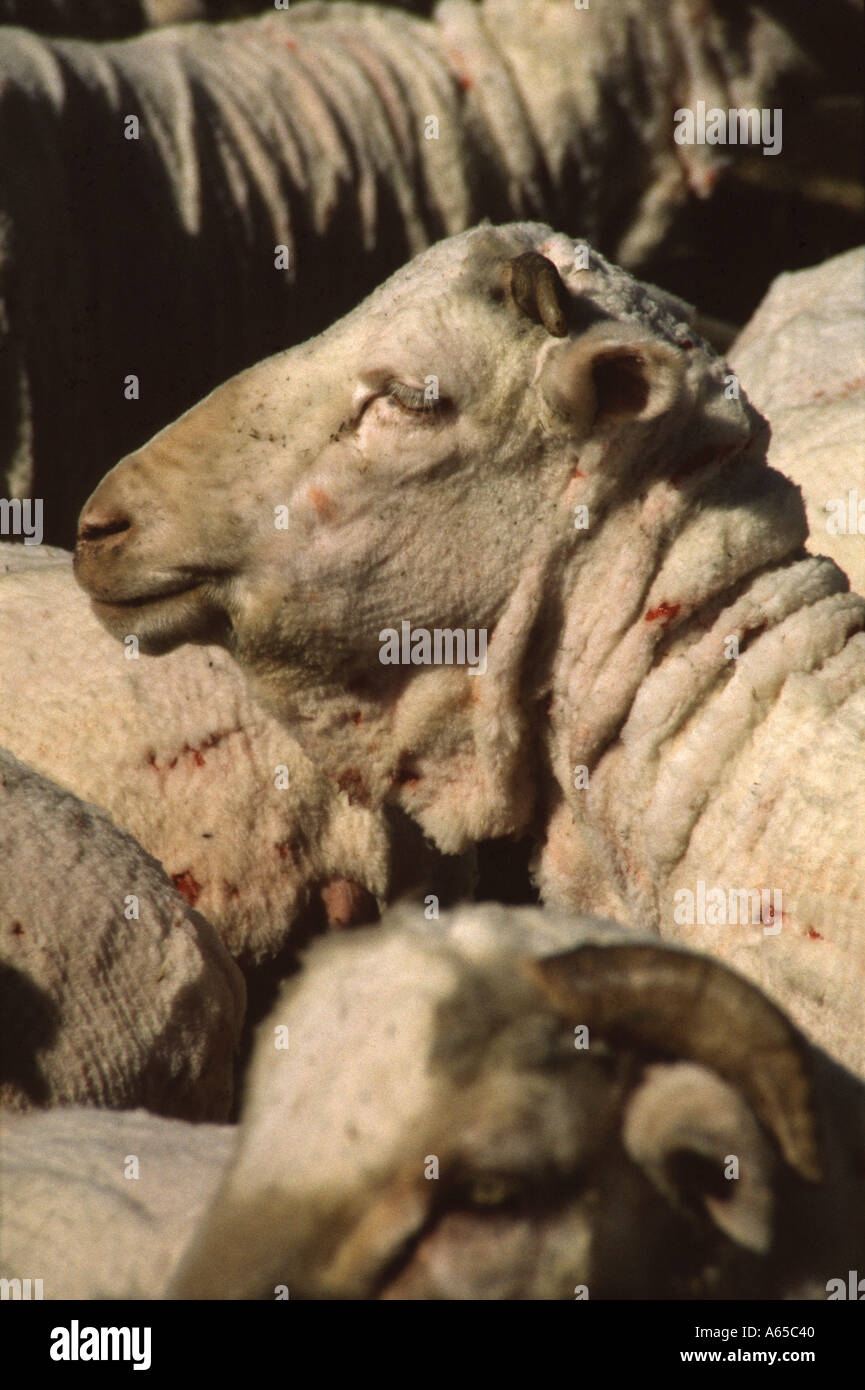 Farmer dog mustering sheep hi-res stock photography and images - Alamy