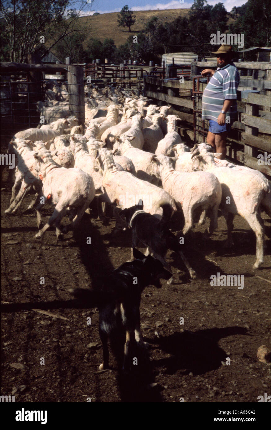 Rounding sheep australia hi-res stock photography and images - Alamy