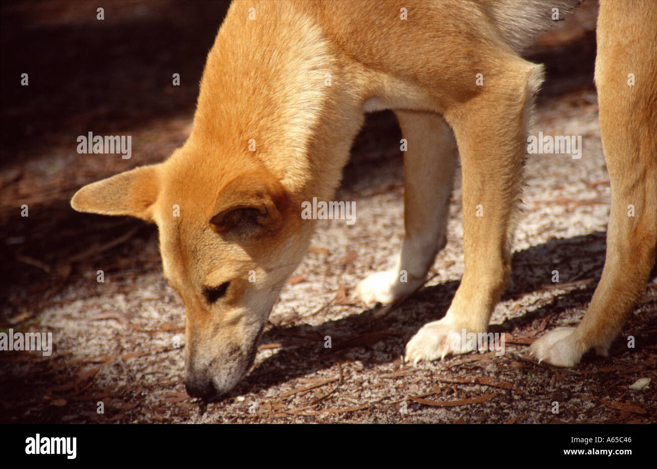Dingo scavenging for food Stock Photo - Alamy