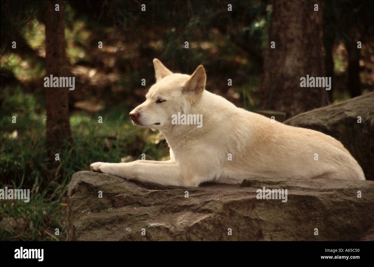 Albino Dingo