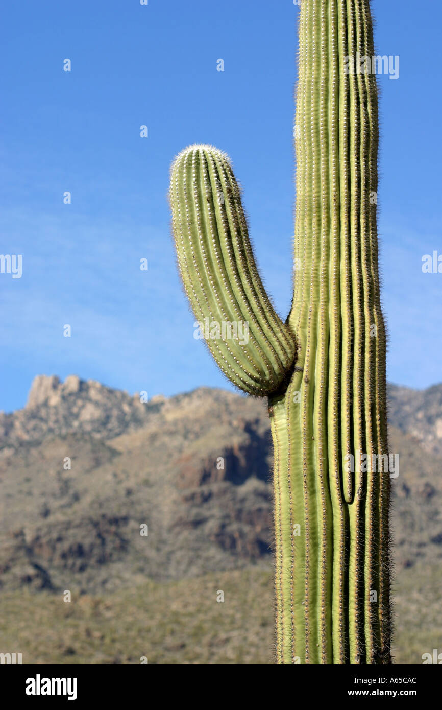 Saguaro cactus hi-res stock photography and images - Alamy