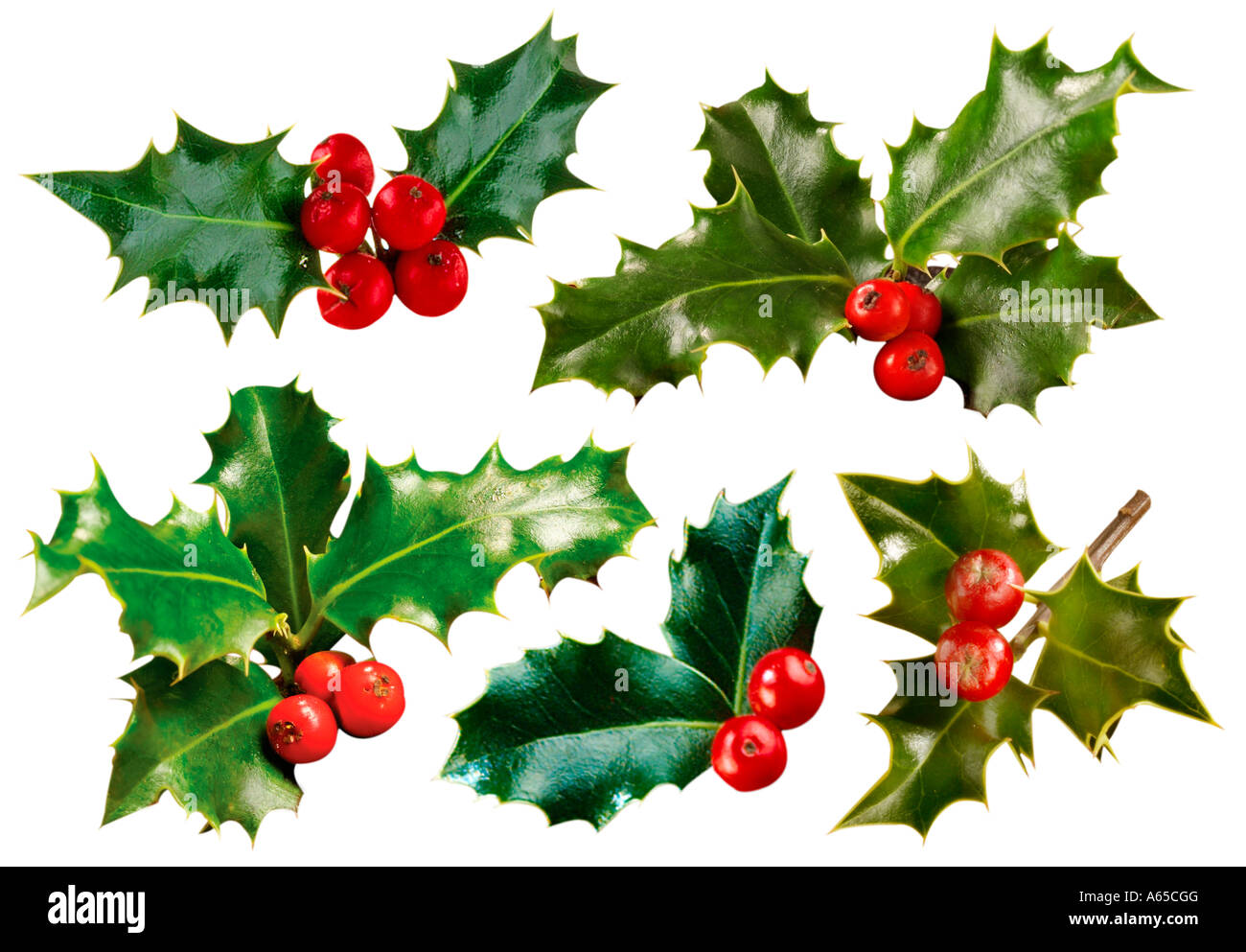 Holly with berries hi-res stock photography and images - Alamy