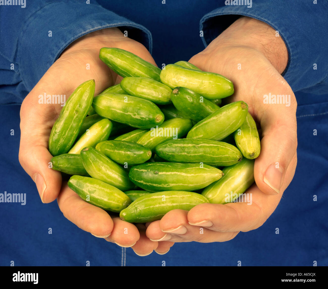 Indian squash hi-res stock photography and images - Alamy