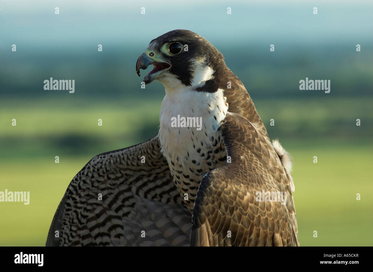 Birds Of prey on Display in Scarborough North Yorkshire England Great ...