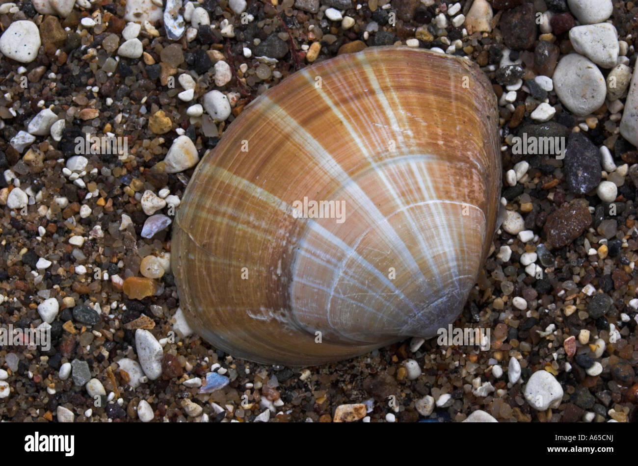 Seashells on the beach Seaside, at Filey North Yorkshire England Great ...