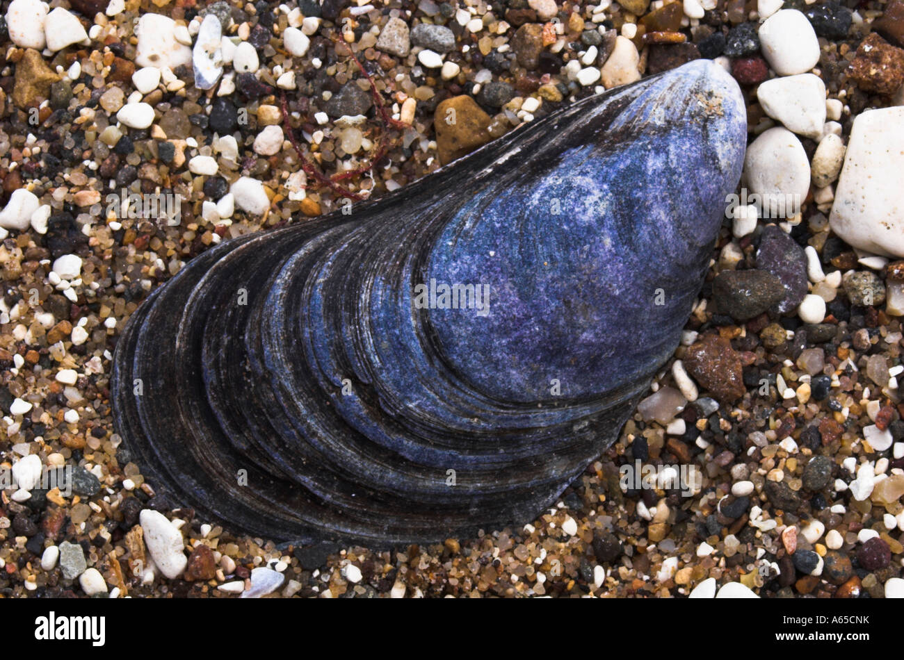 Seashells on the beach Seaside, at Filey North Yorkshire England Great ...