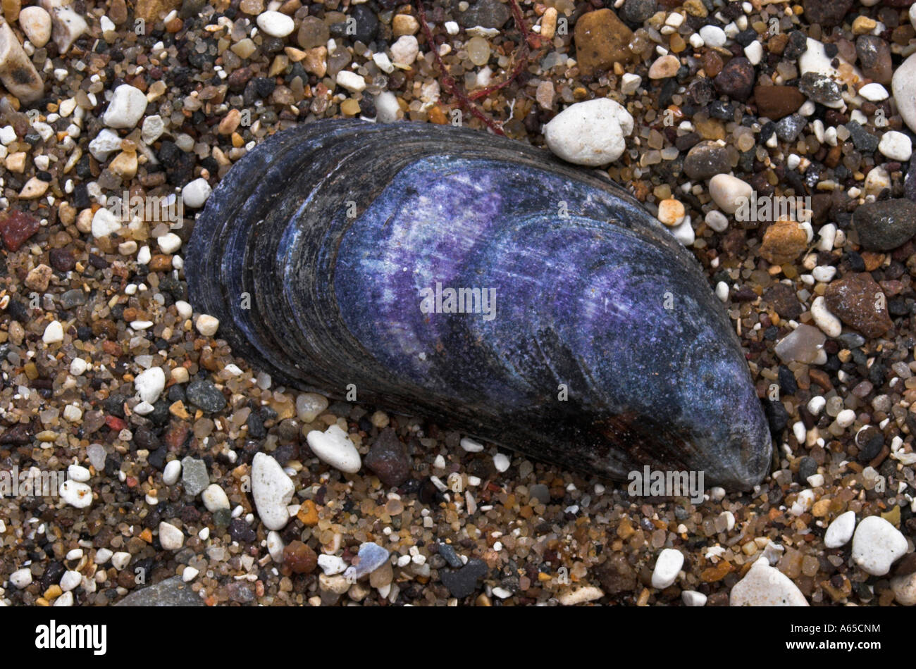 Seashells on the beach Seaside, at Filey North Yorkshire England Great ...