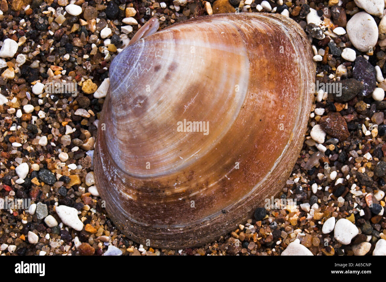 Seashells on the beach Seaside, at Filey North Yorkshire England Great ...
