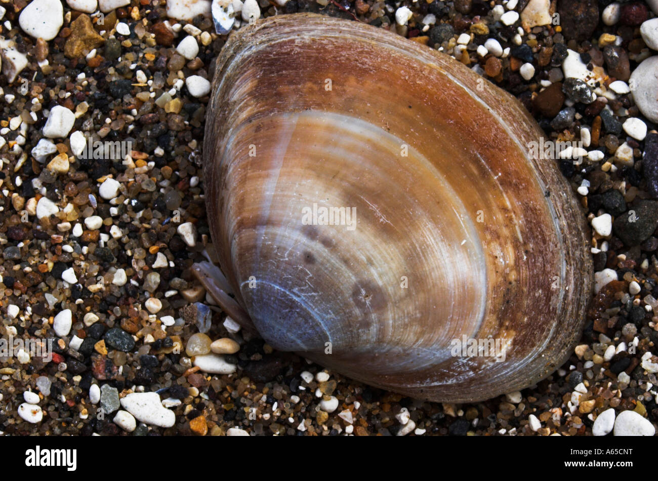 Seashells on the beach Seaside, at Filey North Yorkshire England Great ...