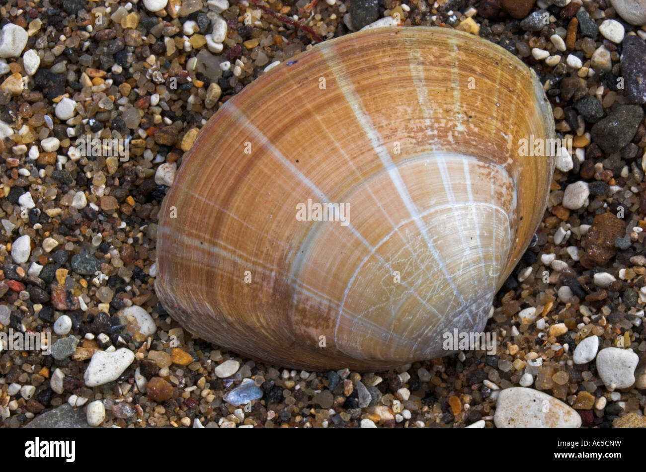 Seashells on the beach Seaside, at Filey North Yorkshire England Great ...