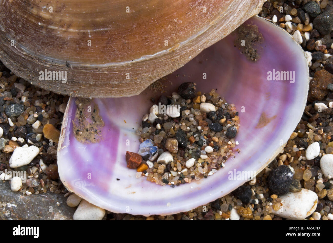 Seashells on the beach Seaside, at Filey North Yorkshire England Great ...