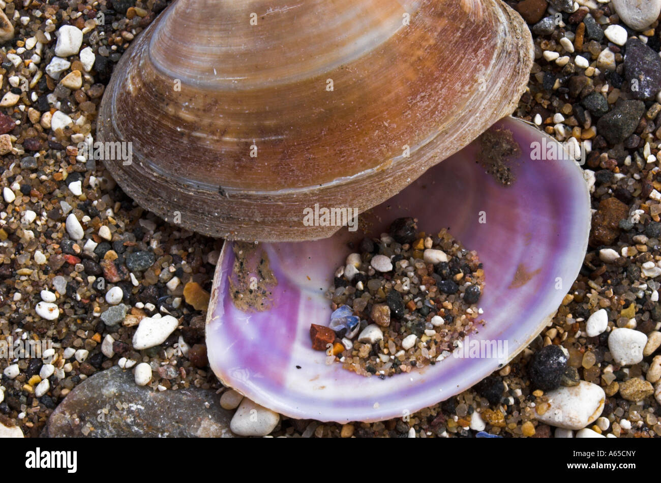 Seashells on the beach Seaside, at Filey North Yorkshire England Great ...