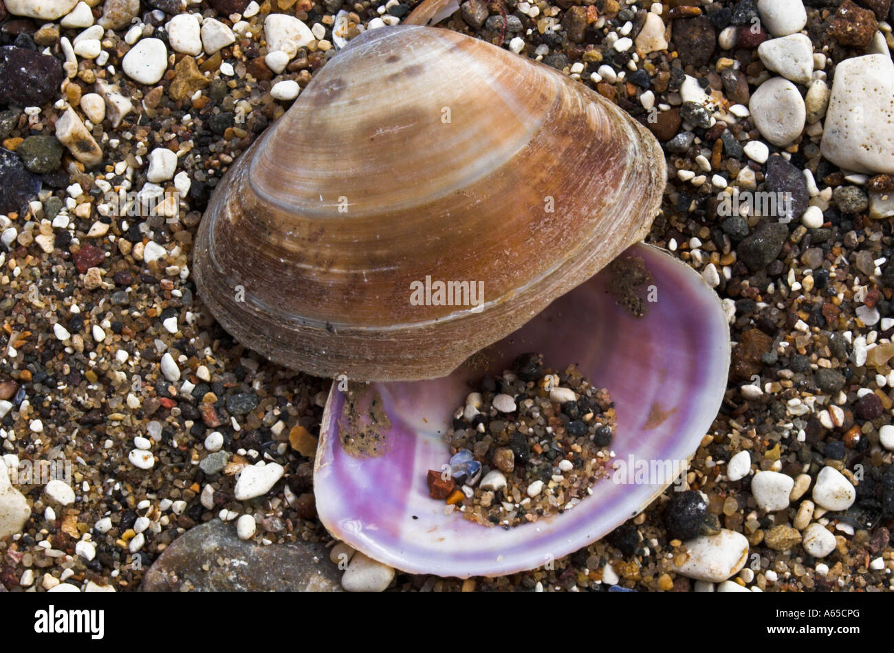Seashells on the beach Seaside, at Filey North Yorkshire England Great ...
