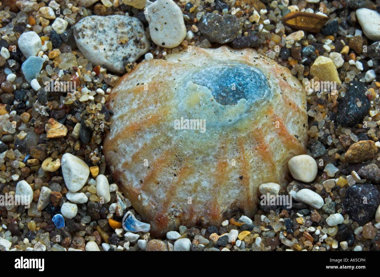 Seashells on the beach Seaside, at Filey North Yorkshire England Great ...
