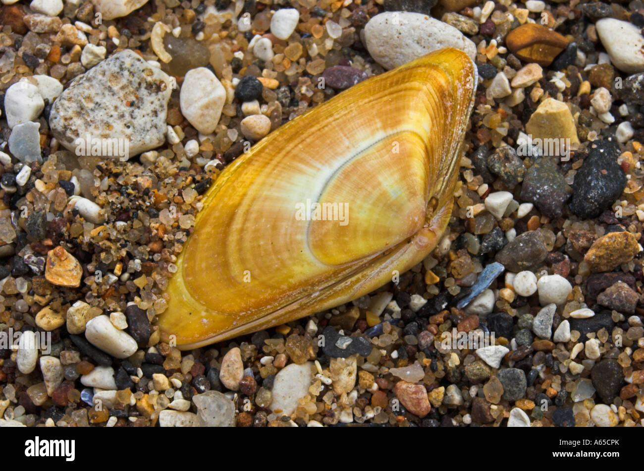 Seashells on the beach Seaside, at Filey North Yorkshire England Great ...