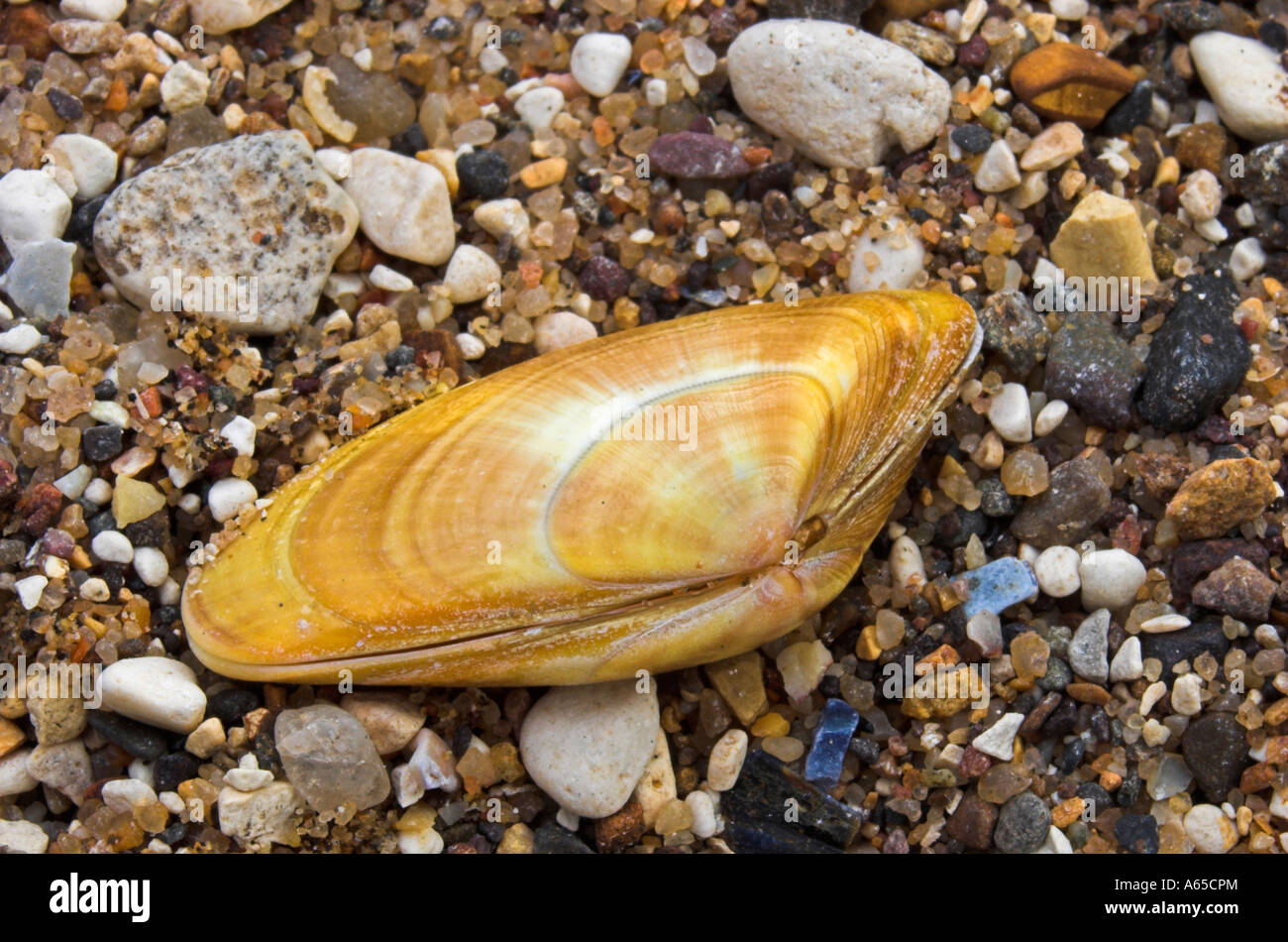 Seashells on the beach Seaside, at Filey North Yorkshire England Great ...