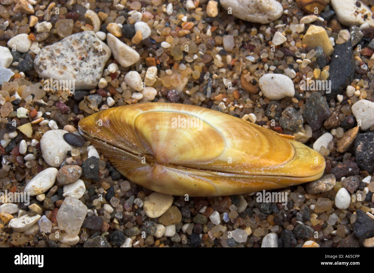 Seashells on the beach Seaside, at Filey North Yorkshire England Great ...