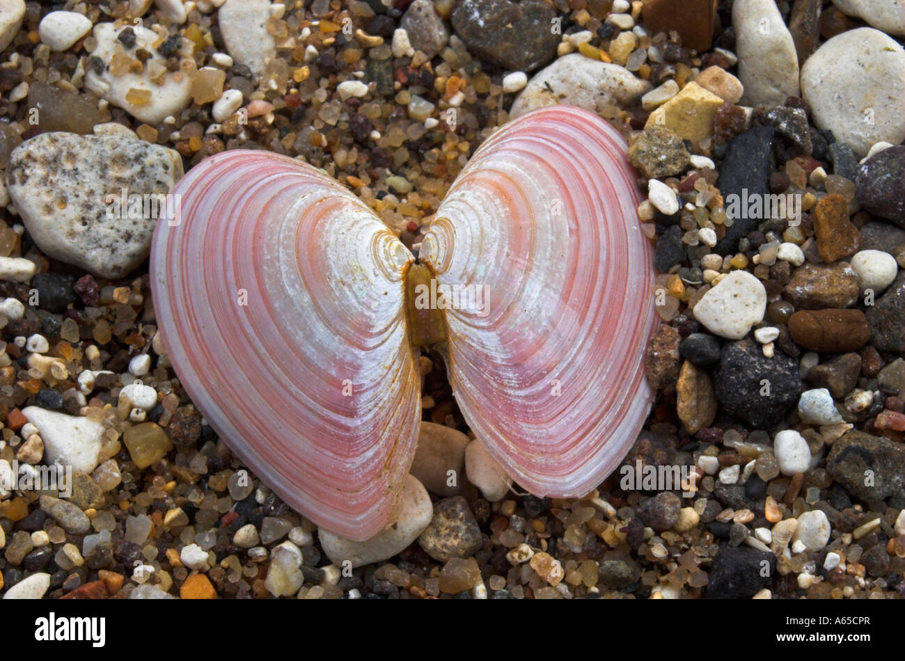 Seashells on the beach Seaside, at Filey North Yorkshire England Great ...