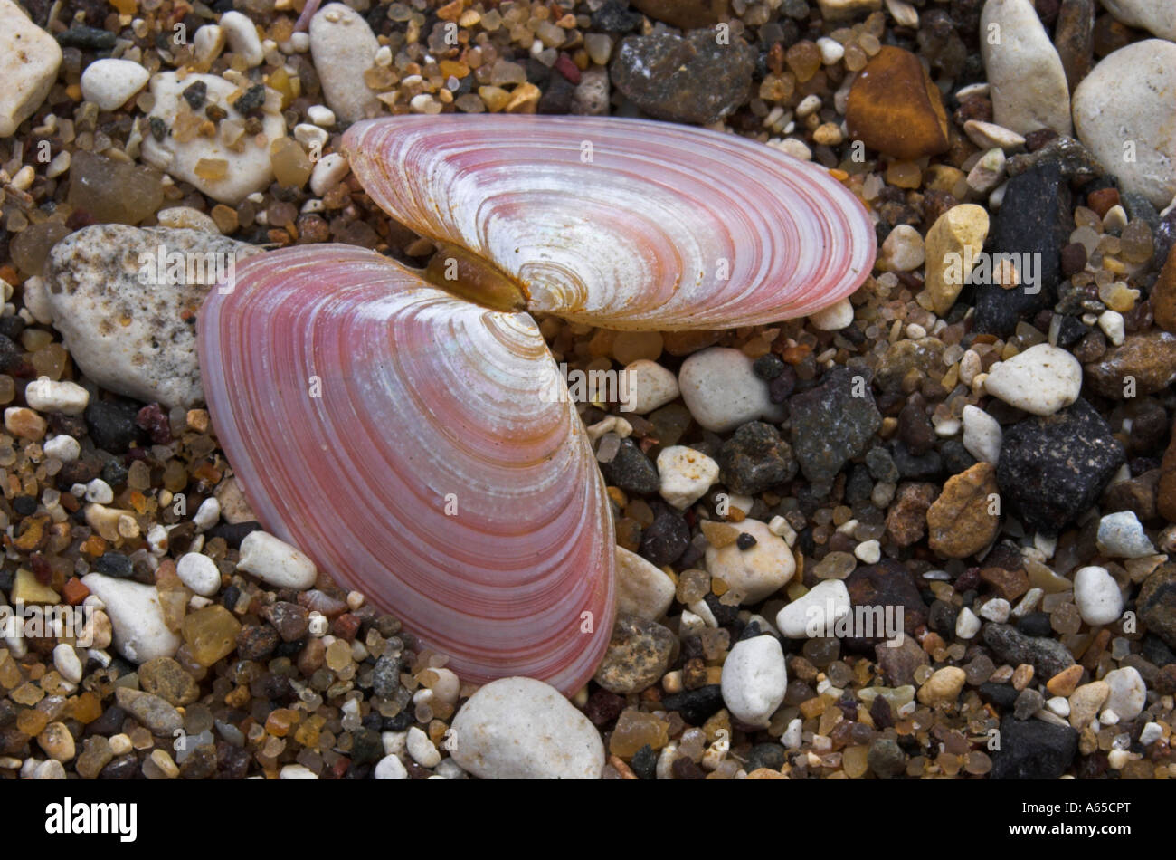 Seashells on the beach Seaside, at Filey North Yorkshire England Great ...