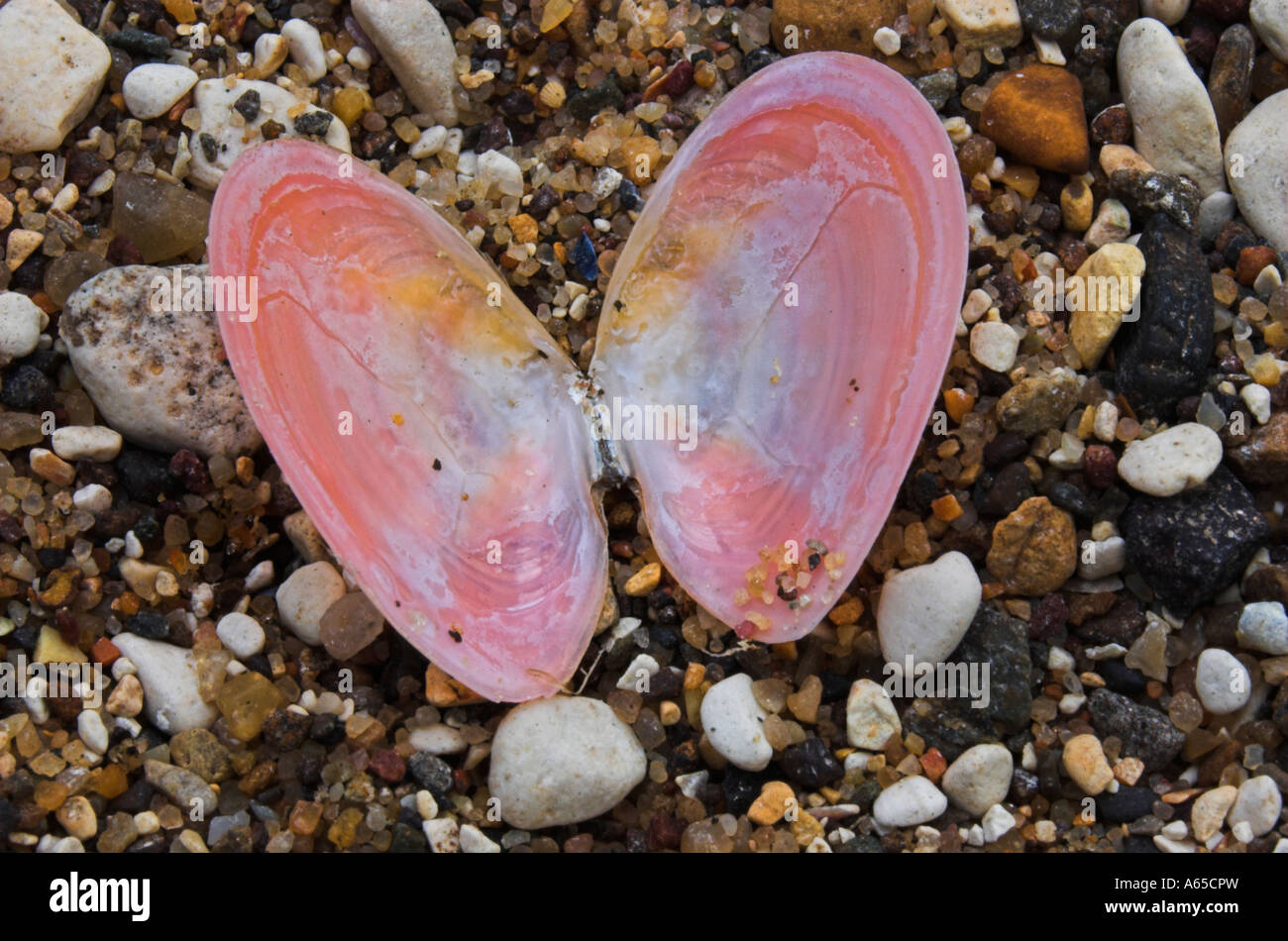 Coat of mail shell hi-res stock photography and images - Alamy
