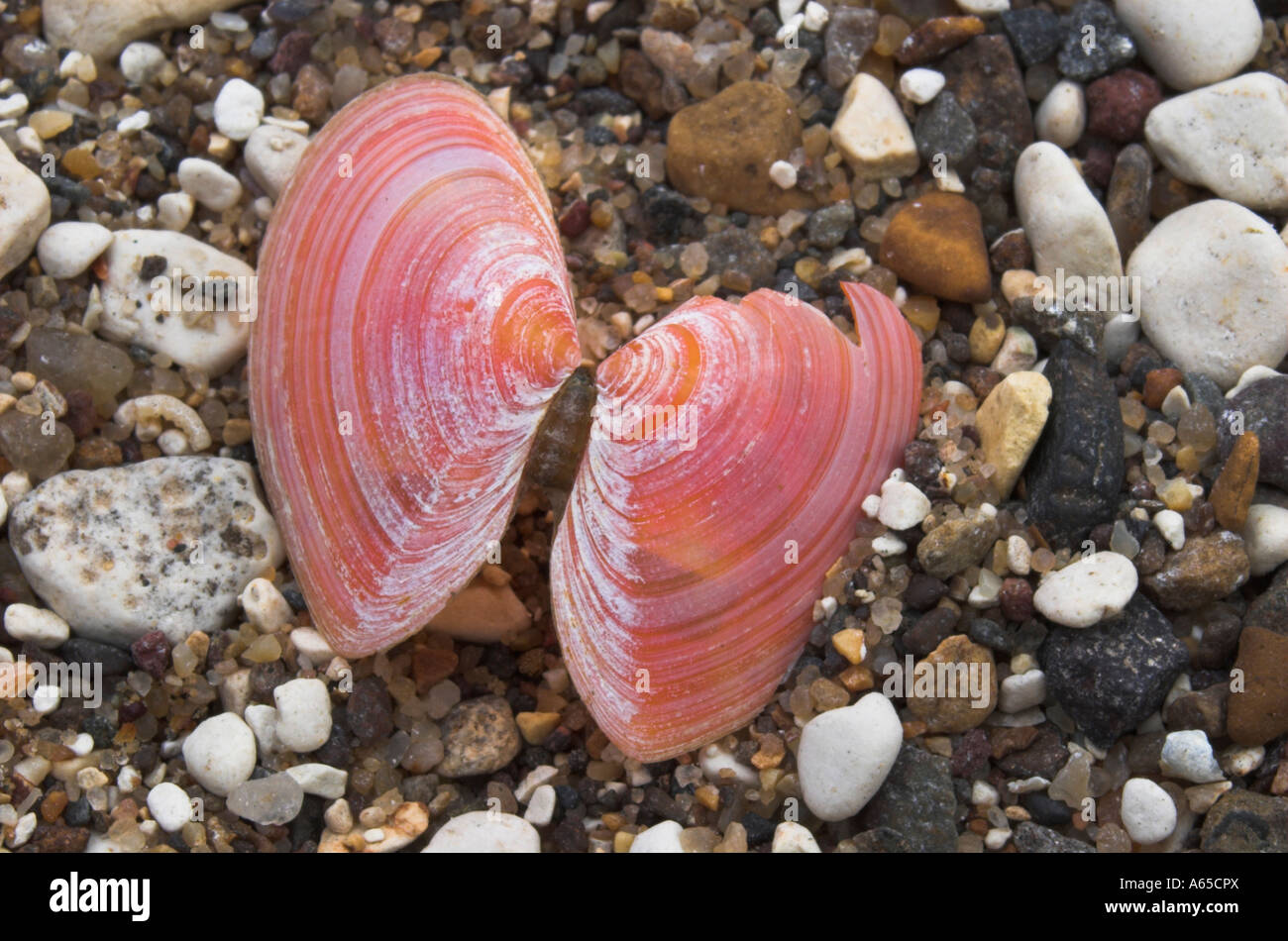 Seashells on the beach Seaside, at Filey North Yorkshire England Great ...