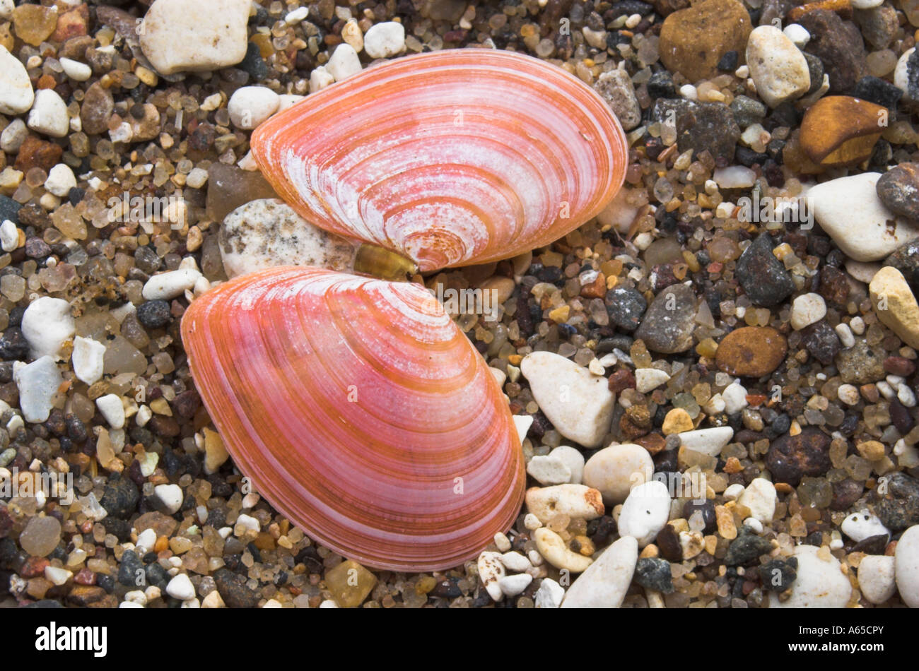 Seashells on the beach Seaside, at Filey North Yorkshire England Great ...