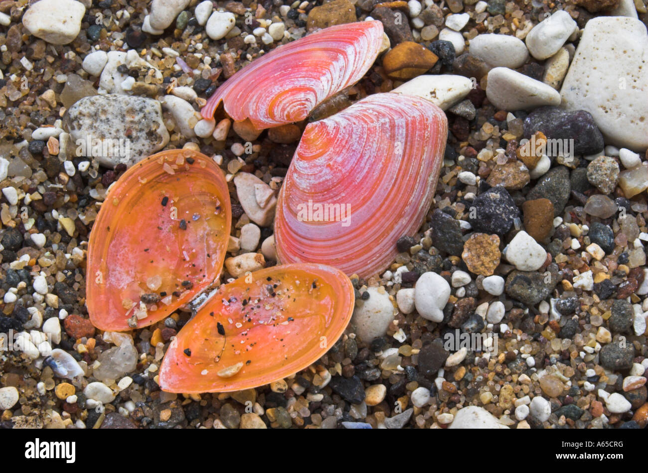 Seashells on the beach Seaside, at Filey North Yorkshire England Great ...