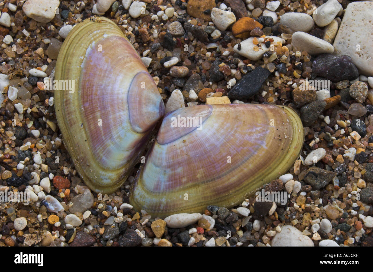 Seashells on the beach Seaside, at Filey North Yorkshire England Great ...