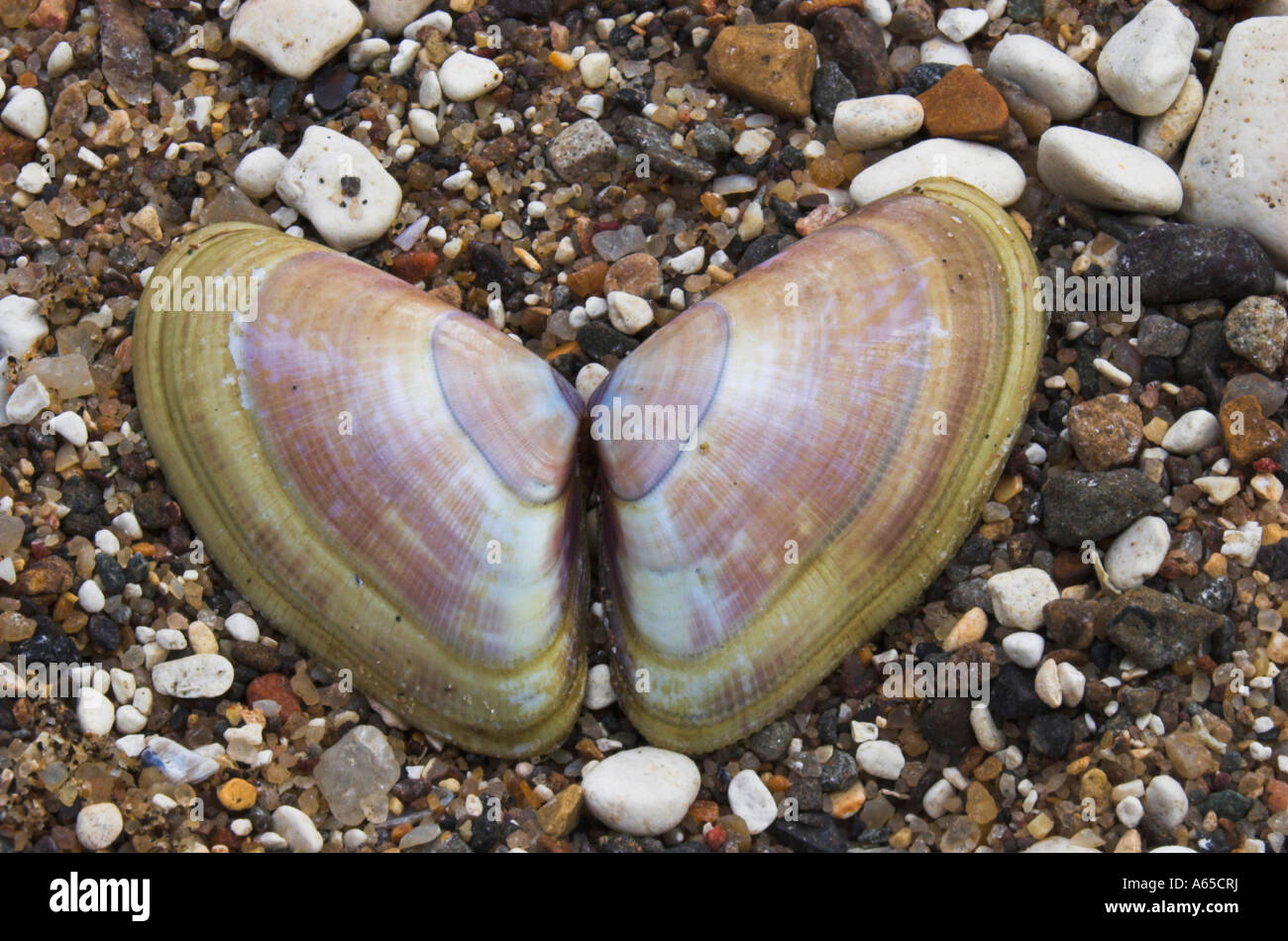 Seashells on the beach Seaside, at Filey North Yorkshire England Great ...