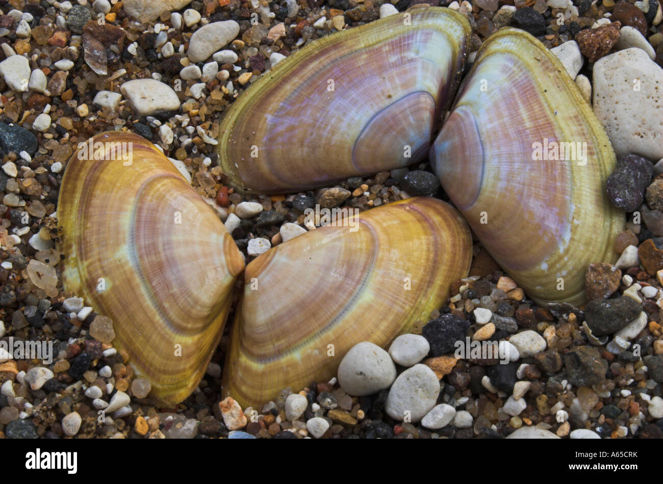 Seashells on the beach Seaside, at Filey North Yorkshire England Great ...