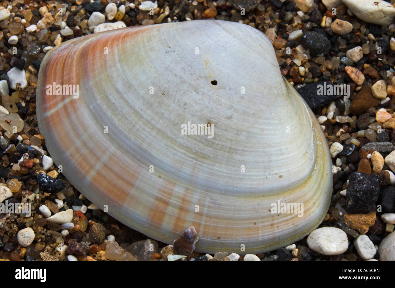 Seashells on the beach Seaside, at Filey North Yorkshire England Great ...