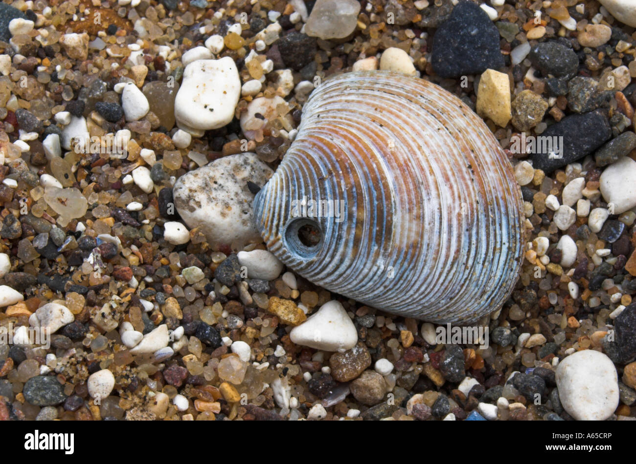 Seashells on the beach Seaside, at Filey North Yorkshire England Great ...