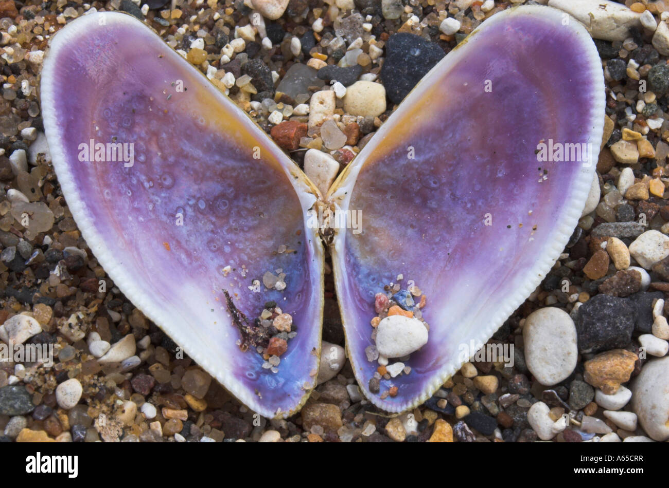 Seashells on the beach Seaside, at Filey North Yorkshire England Great ...