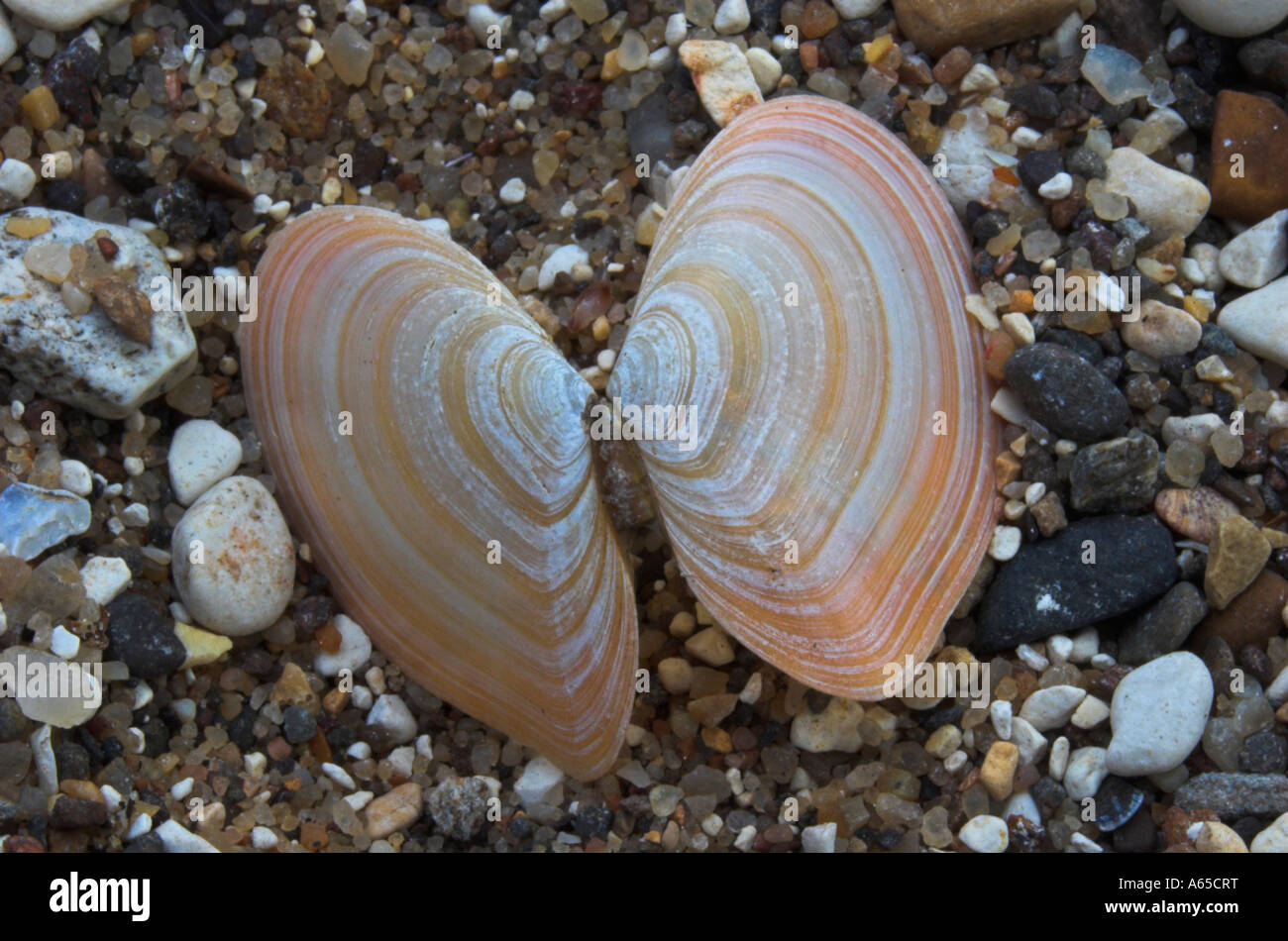 Sea cradles hi-res stock photography and images - Alamy