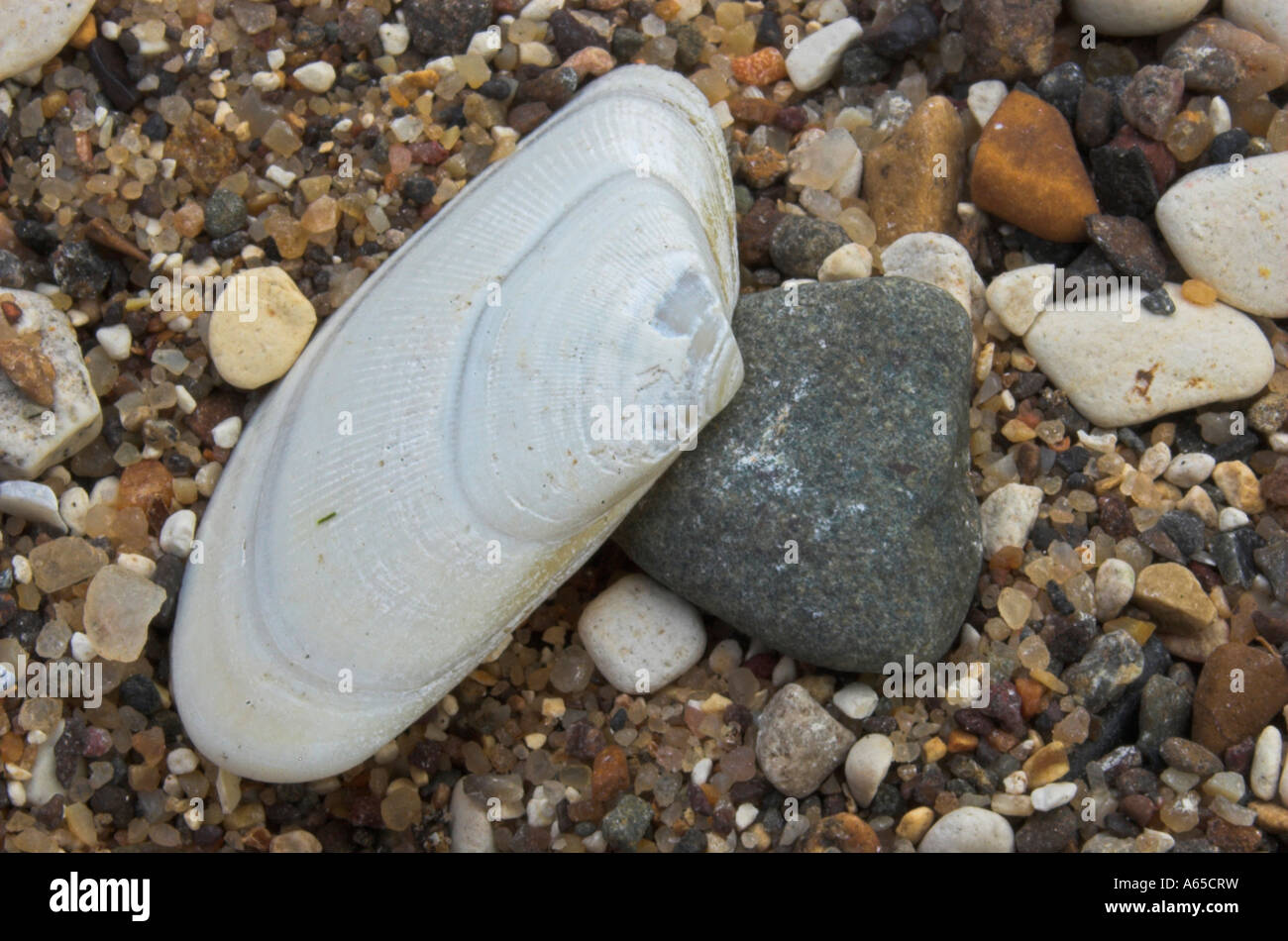 Seashells on the beach Seaside, at Filey North Yorkshire England Great ...