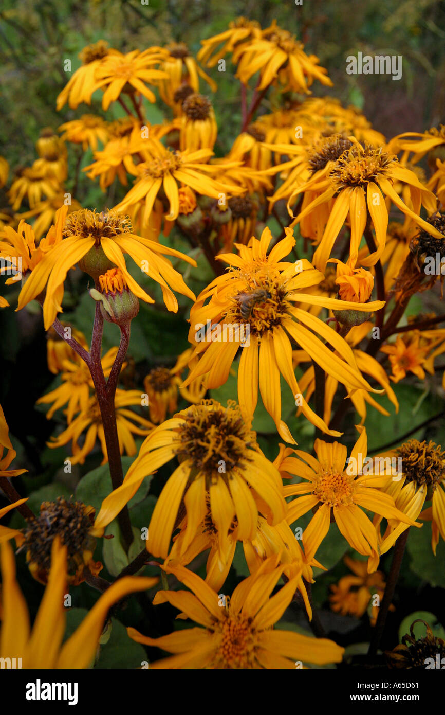Orange ligularia hi-res stock photography and images - Alamy