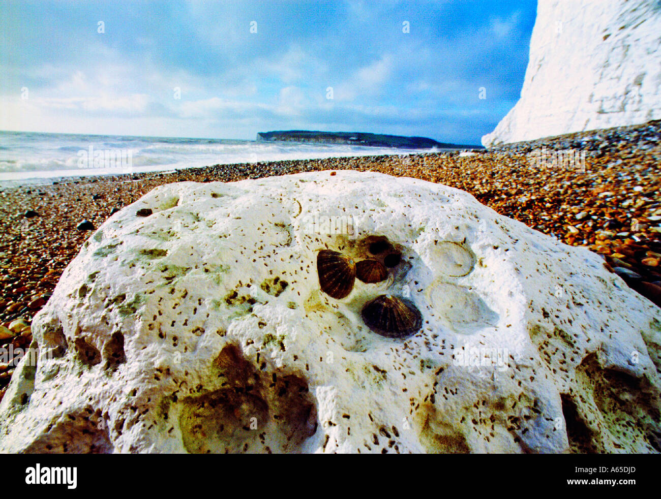 Close up of heavily eroded chalk cliff base Sussex, south east England ...