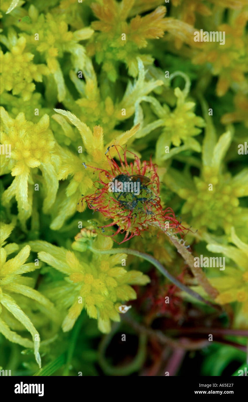 Common Sundew (Drosera rotundifolia) with a fly Stock Photo - Alamy