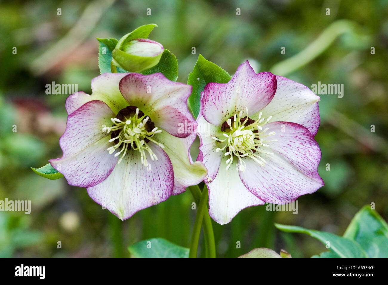 Dark Picotee High Resolution Stock Photography and Images - Alamy