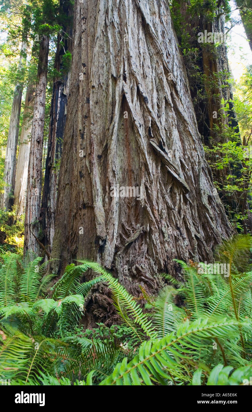 Singular Tree High Resolution Stock Photography and Images - Alamy