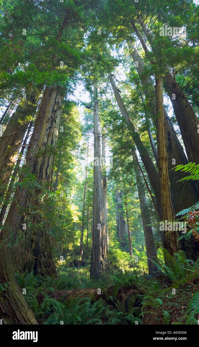 Forest of Redwood trees Redwoods National Park Northern California ...