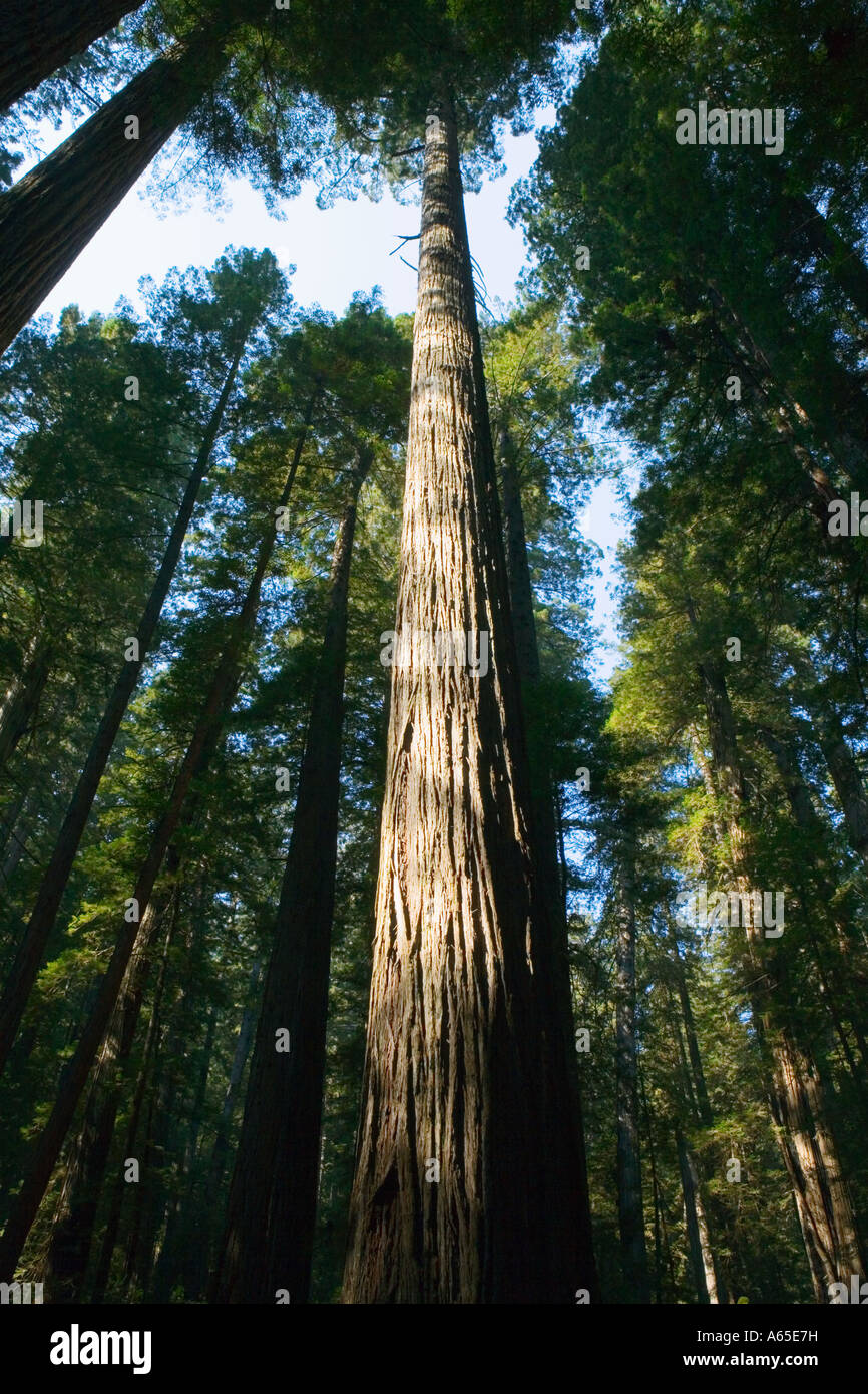 Redwood tree in Redwoods National Park Northern California Coast USA ...