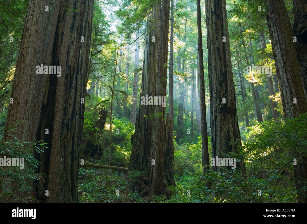Giant coastal redwoods in hi-res stock photography and images - Alamy