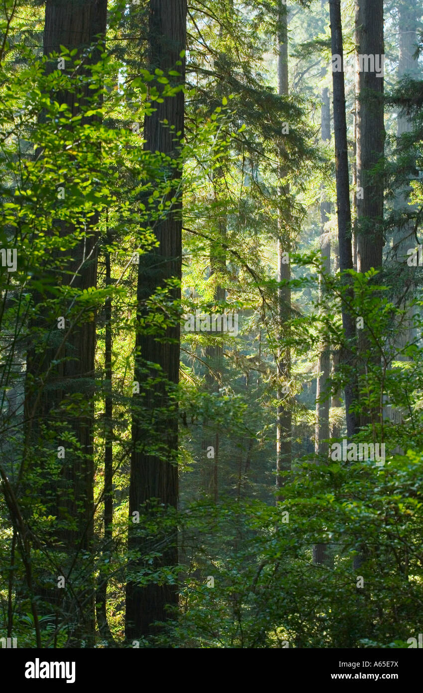 Trees in Redwoods National Park Northern California Coast USA Stock ...