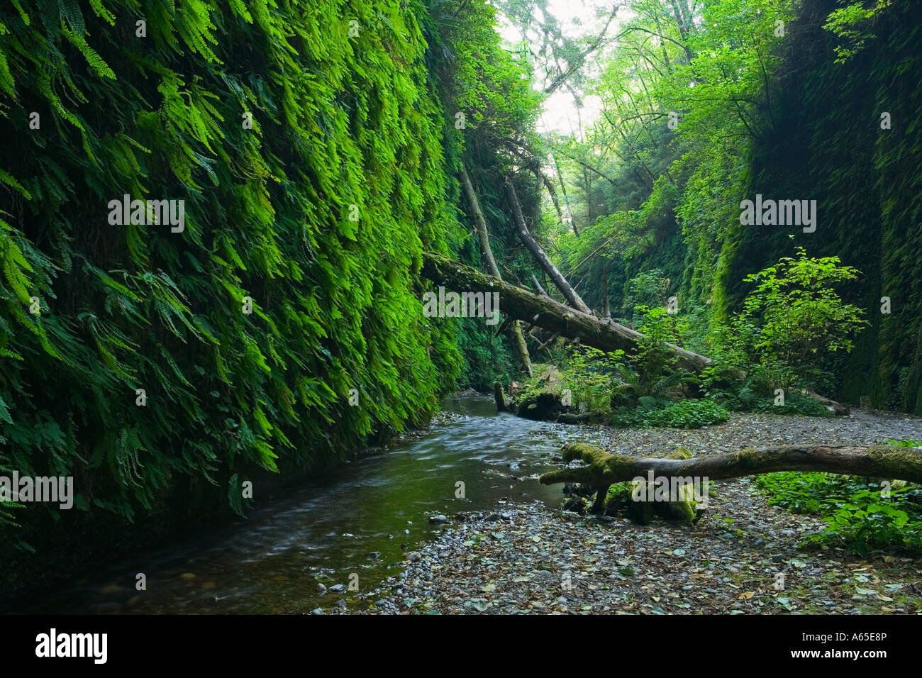 West coast gully hi-res stock photography and images - Alamy