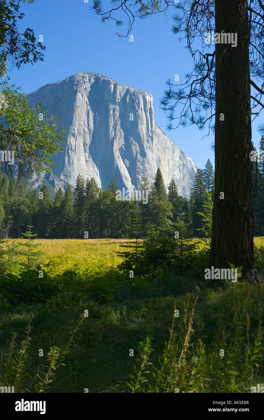 El capitan mountain from valley floor hi-res stock photography and ...
