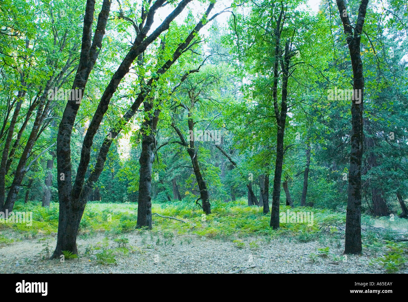 Black Oak trees in Yosemite Valley in early Fall Yosemite National Park ...
