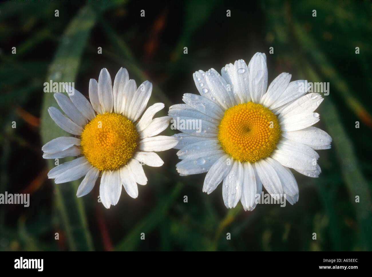 Daisy virginia hi-res stock photography and images - Alamy