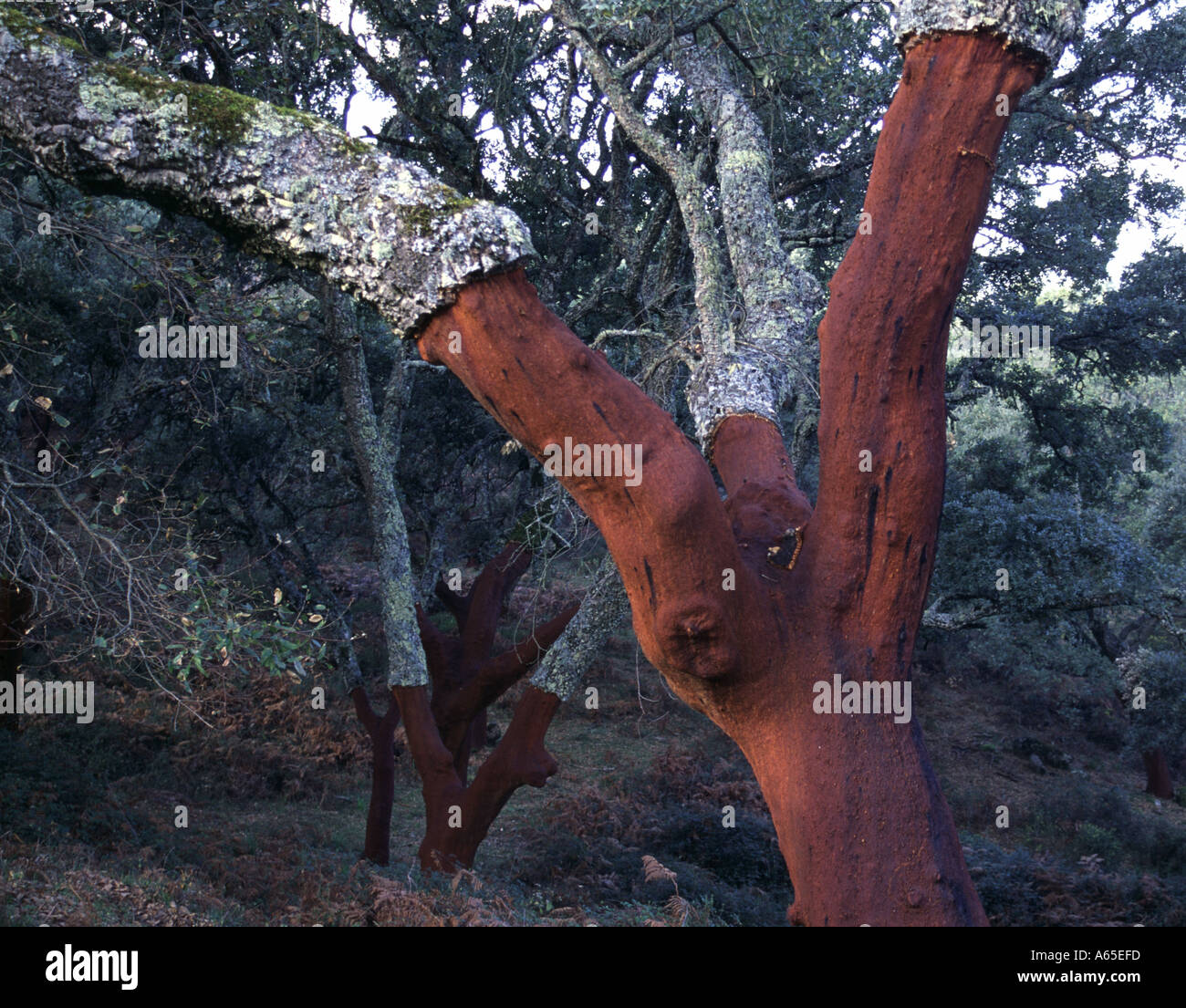 Cork oak tree after hi-res stock photography and images - Alamy