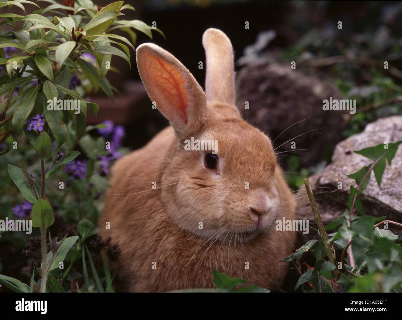 Domestic pet rabbit Stock Photo - Alamy